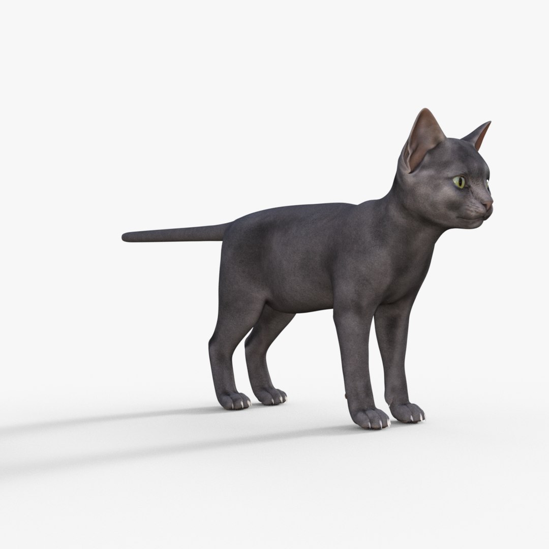 3D Cute Kitten Rigged - TurboSquid 2209313