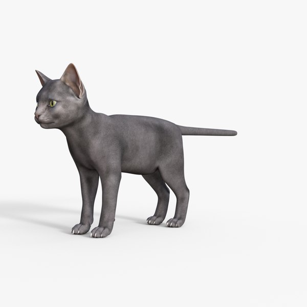 Kitten 3D Models for Download | TurboSquid