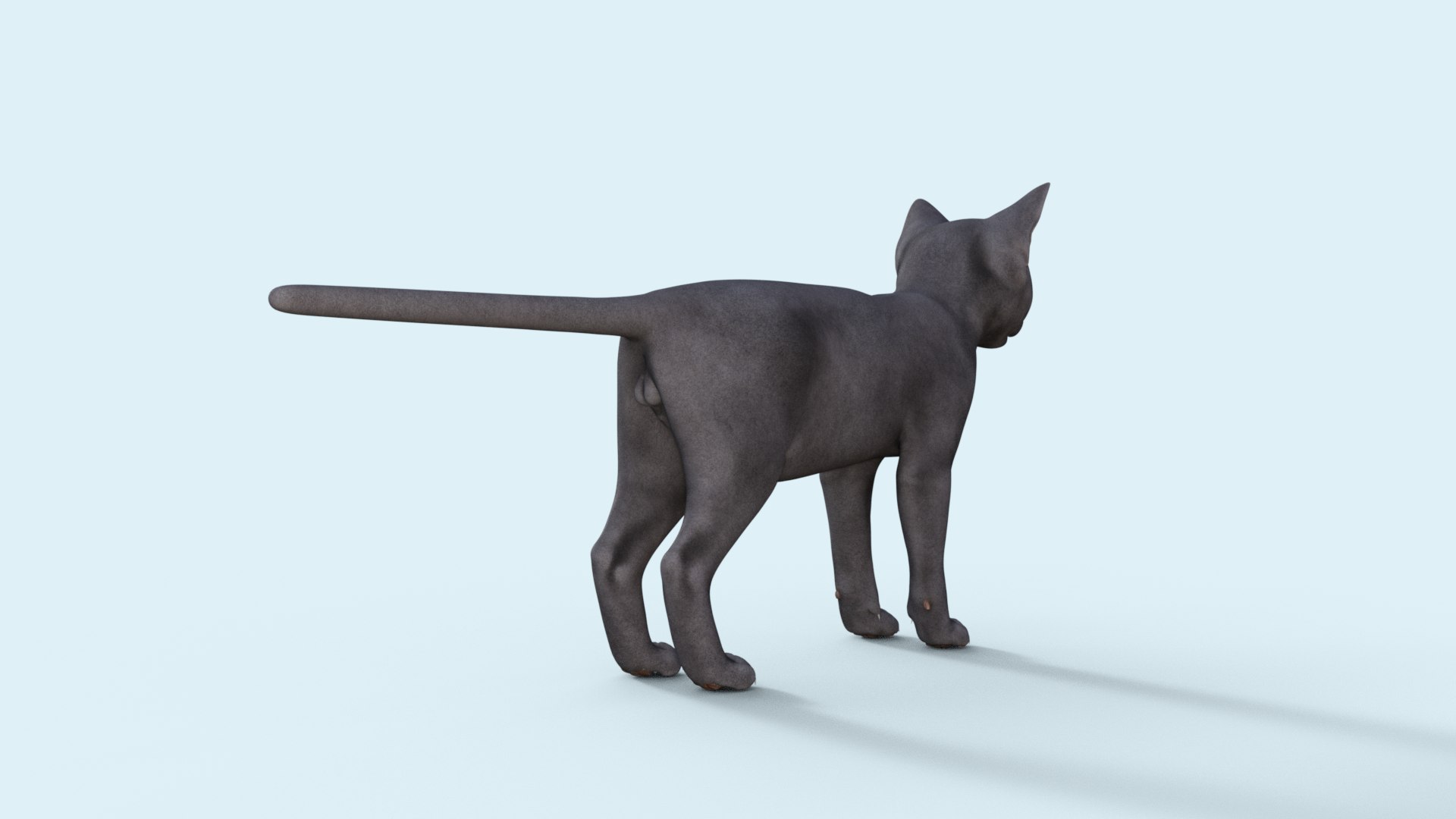 3D Cute Kitten Rigged - TurboSquid 2209313
