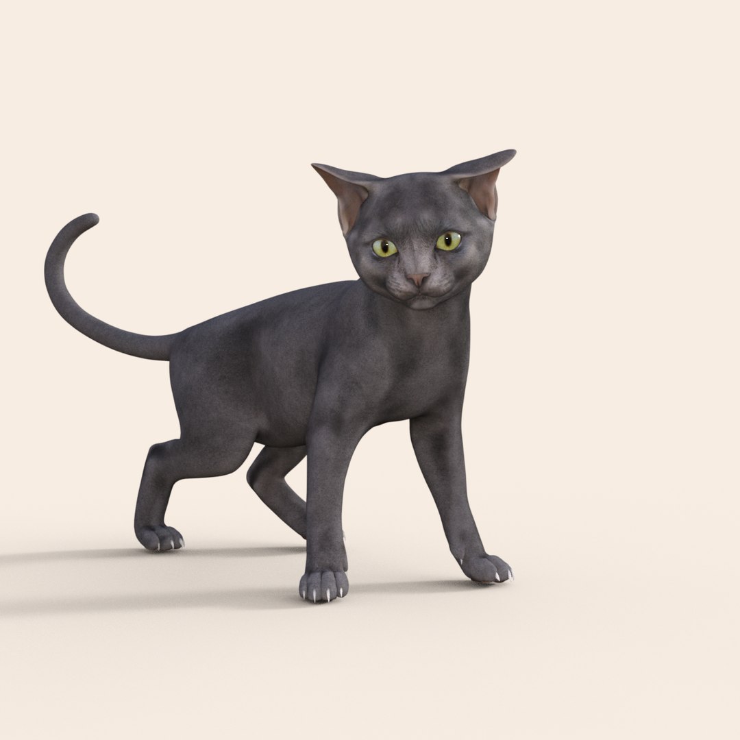 3D Cute Kitten Rigged - TurboSquid 2209313