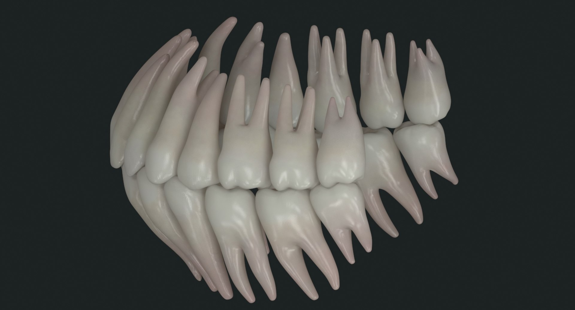 3D Permanent Dentition Model - TurboSquid 1333997