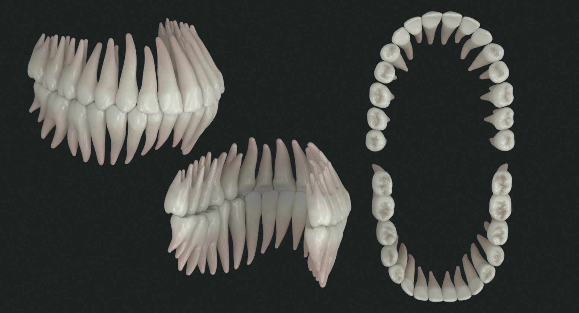 3D Permanent Dentition Model - TurboSquid 1333997