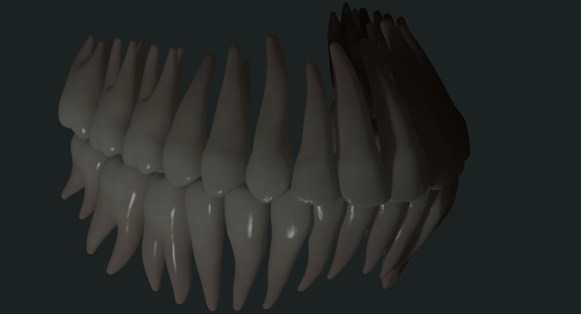 3D Permanent Dentition Model - TurboSquid 1333997