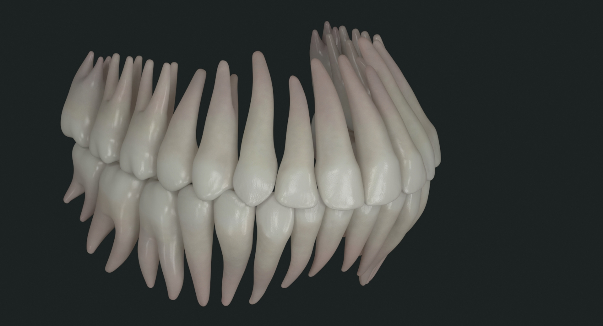 3D Permanent Dentition Model - TurboSquid 1333997