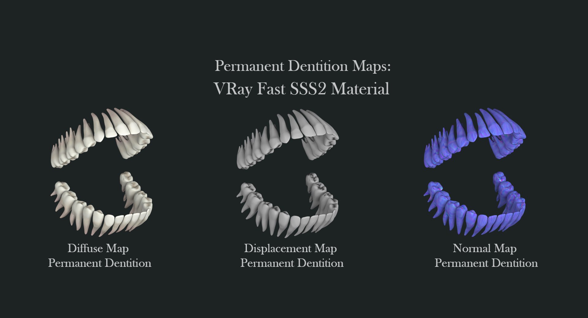 3D Permanent Dentition Model - TurboSquid 1333997