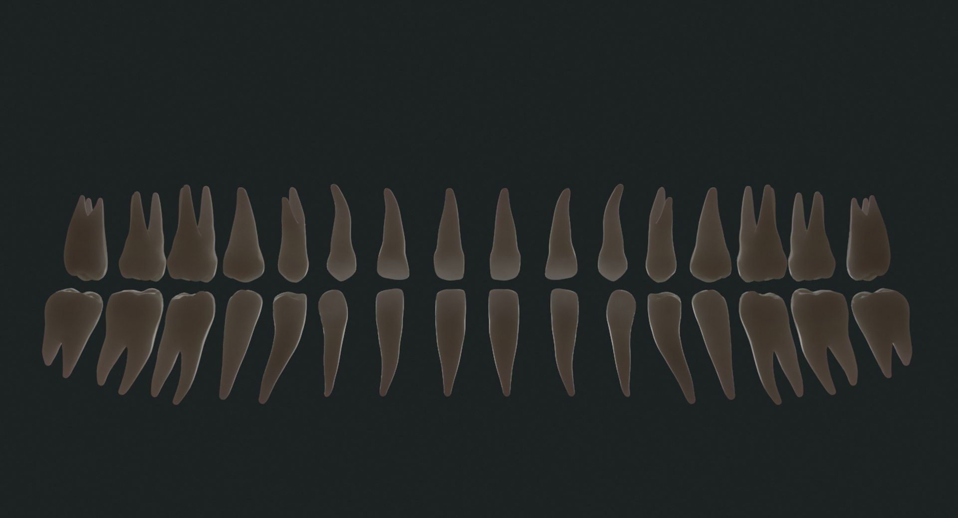 3D Permanent Dentition Model - TurboSquid 1333997