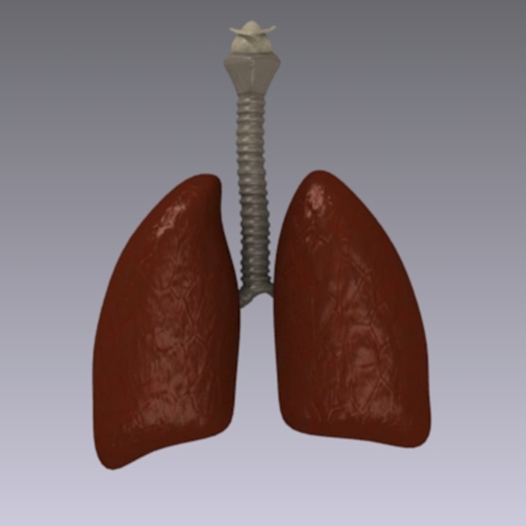 Lungs Human 3d Model