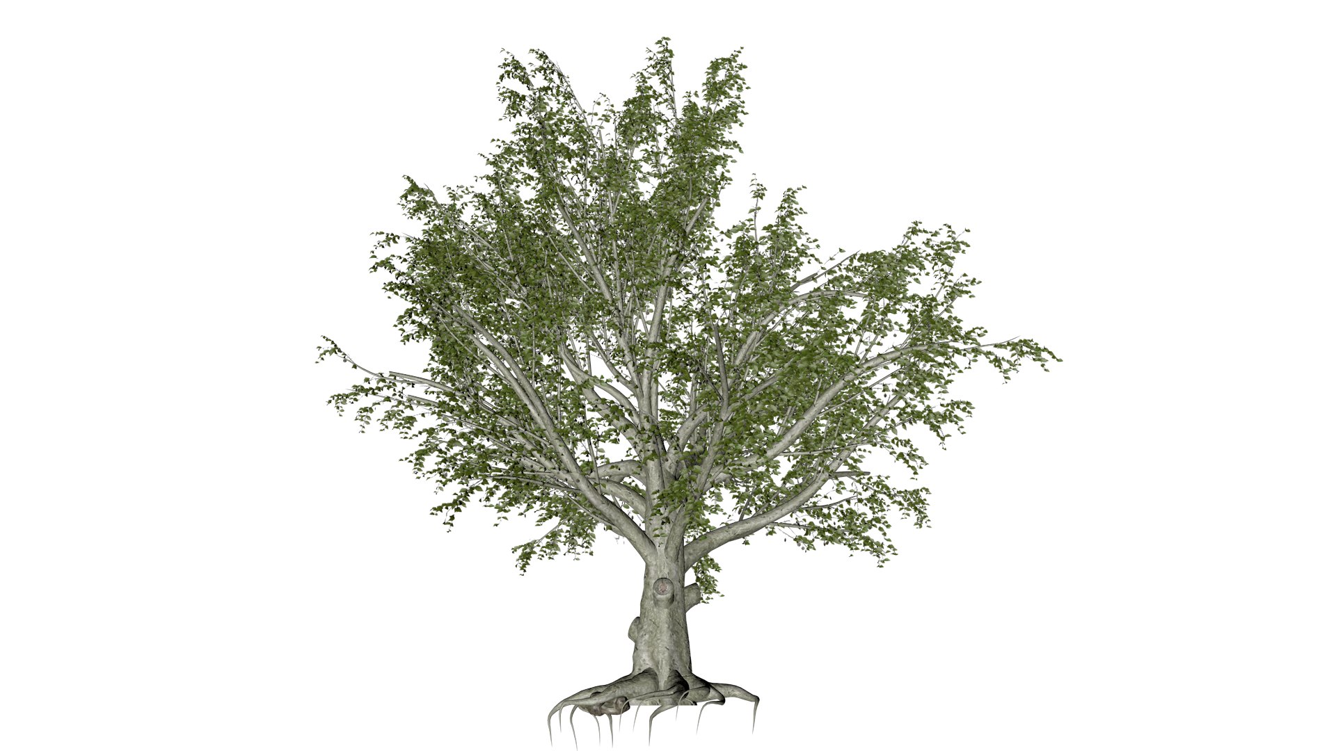 American Beech Tree - 06 - 3D Model - TurboSquid 2374277