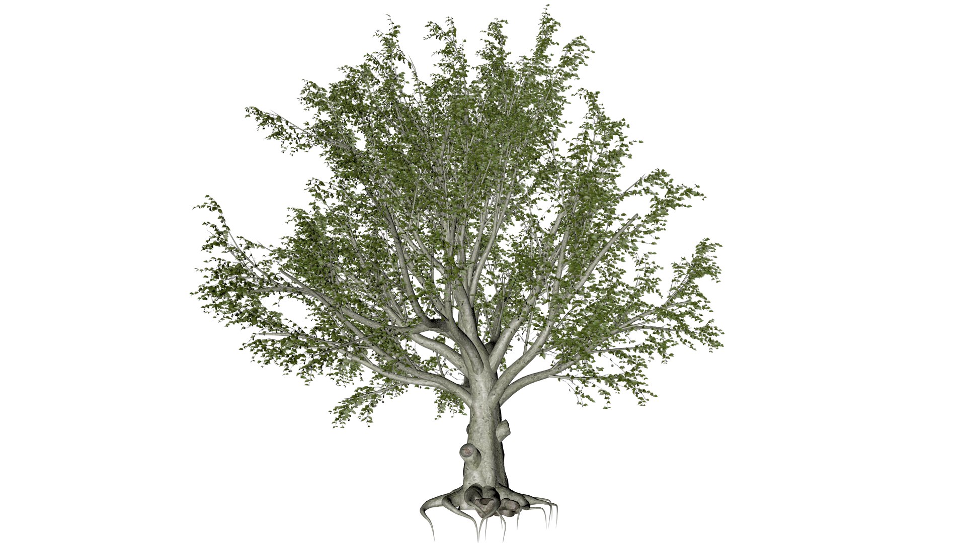 American Beech Tree - 06 - 3D Model - TurboSquid 2374277