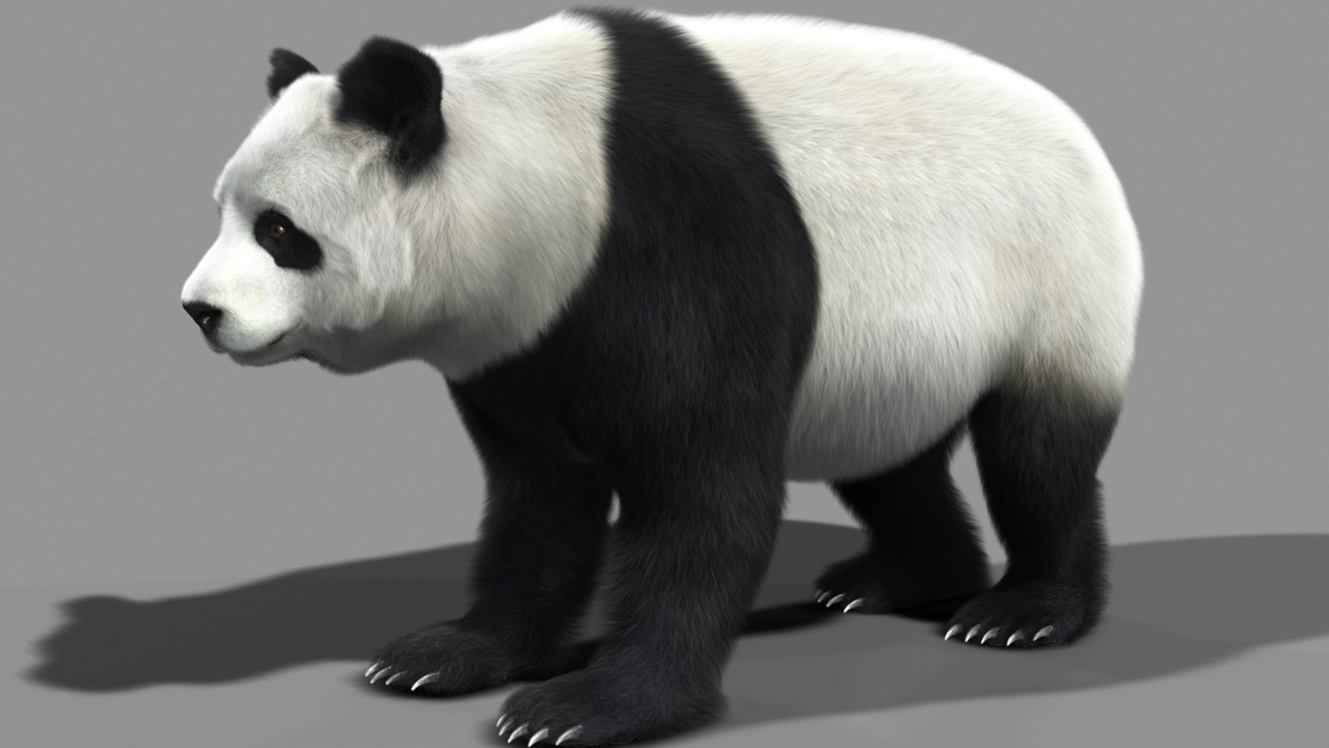 3d Model Panda Bear