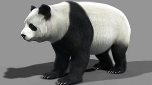 Panda Bear 3D Models for Download | TurboSquid