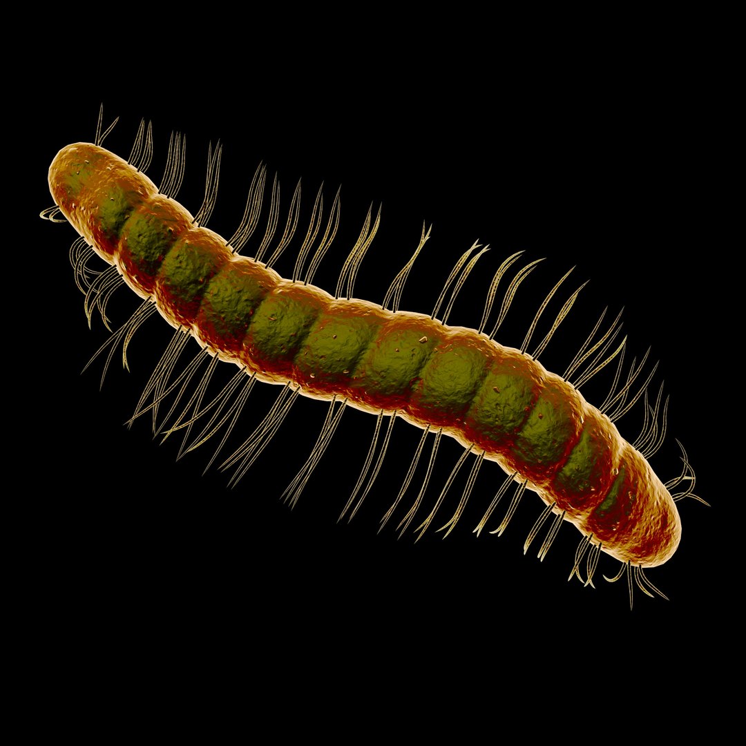 3D Microbe Model - TurboSquid 1972726