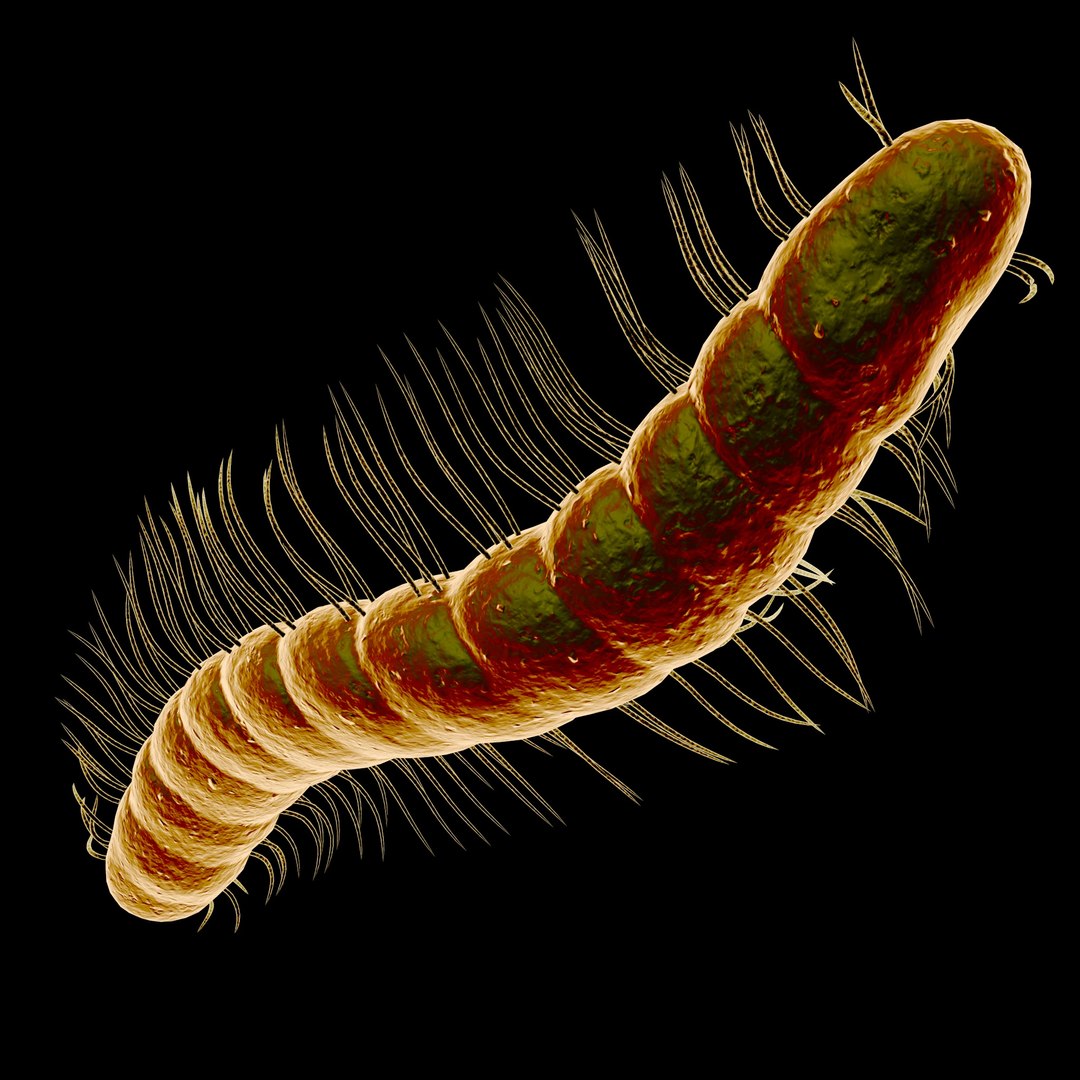 3D Microbe Model - TurboSquid 1972726
