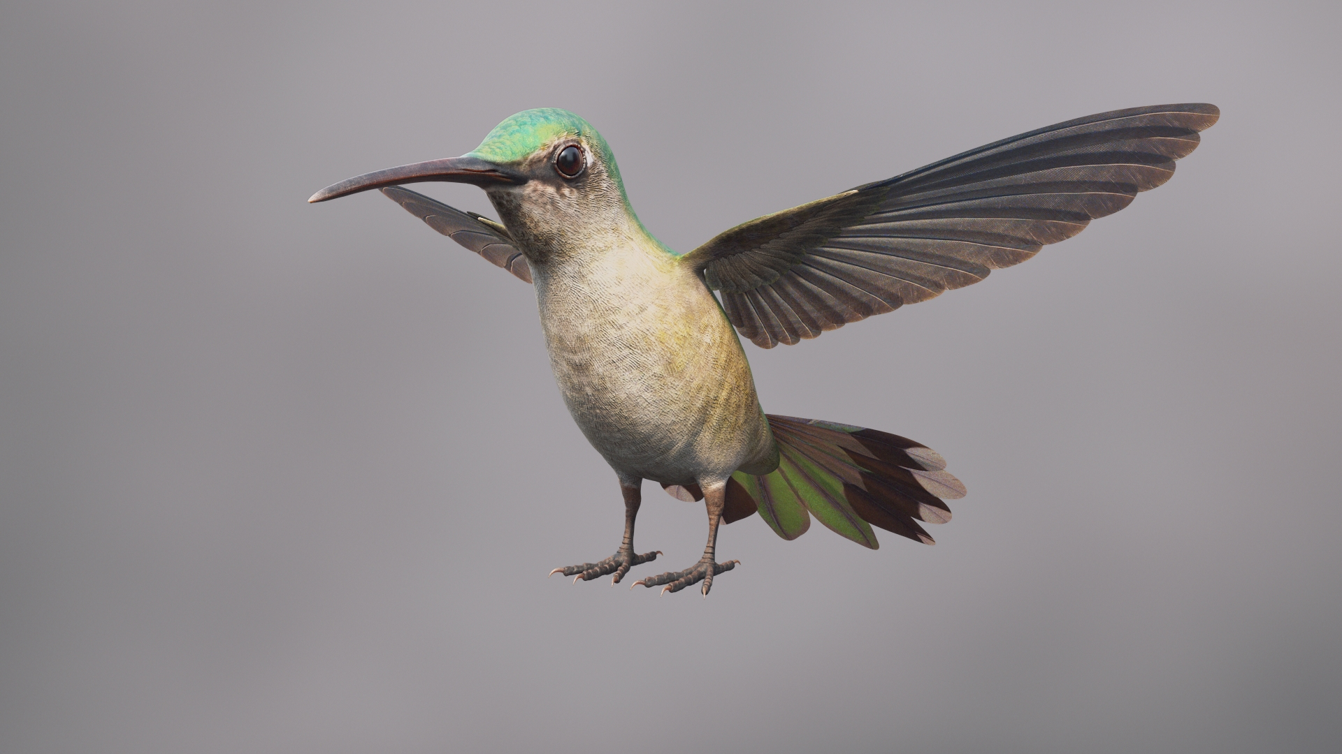 Hummingbird Bird Wing 3D Model - TurboSquid 1588207