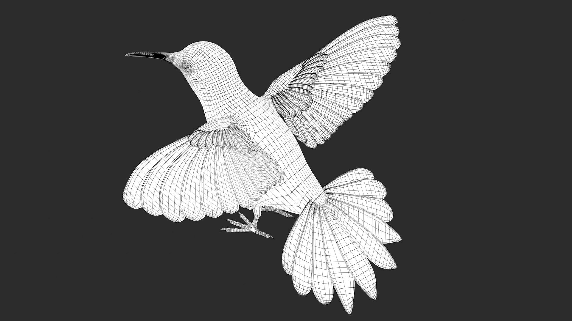 Hummingbird Bird Wing 3D Model - TurboSquid 1588207