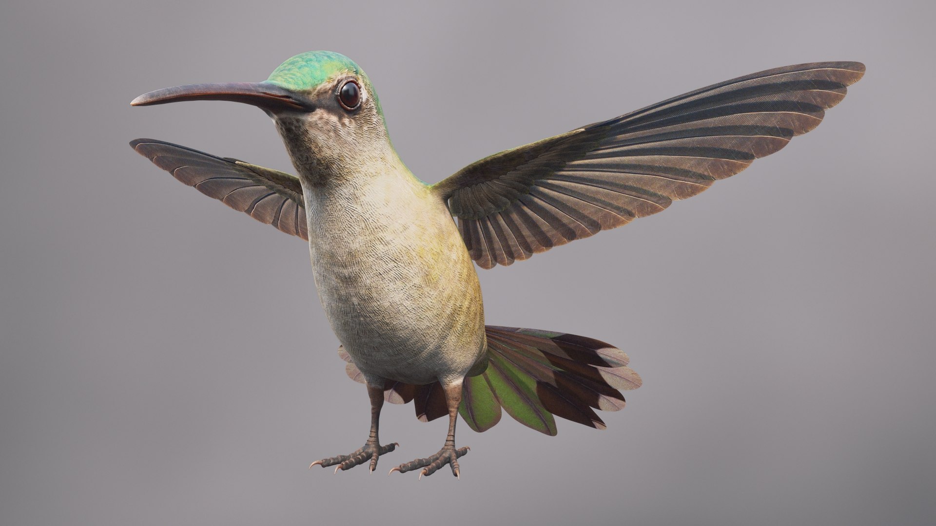 Hummingbird Bird Wing 3D Model - TurboSquid 1588207