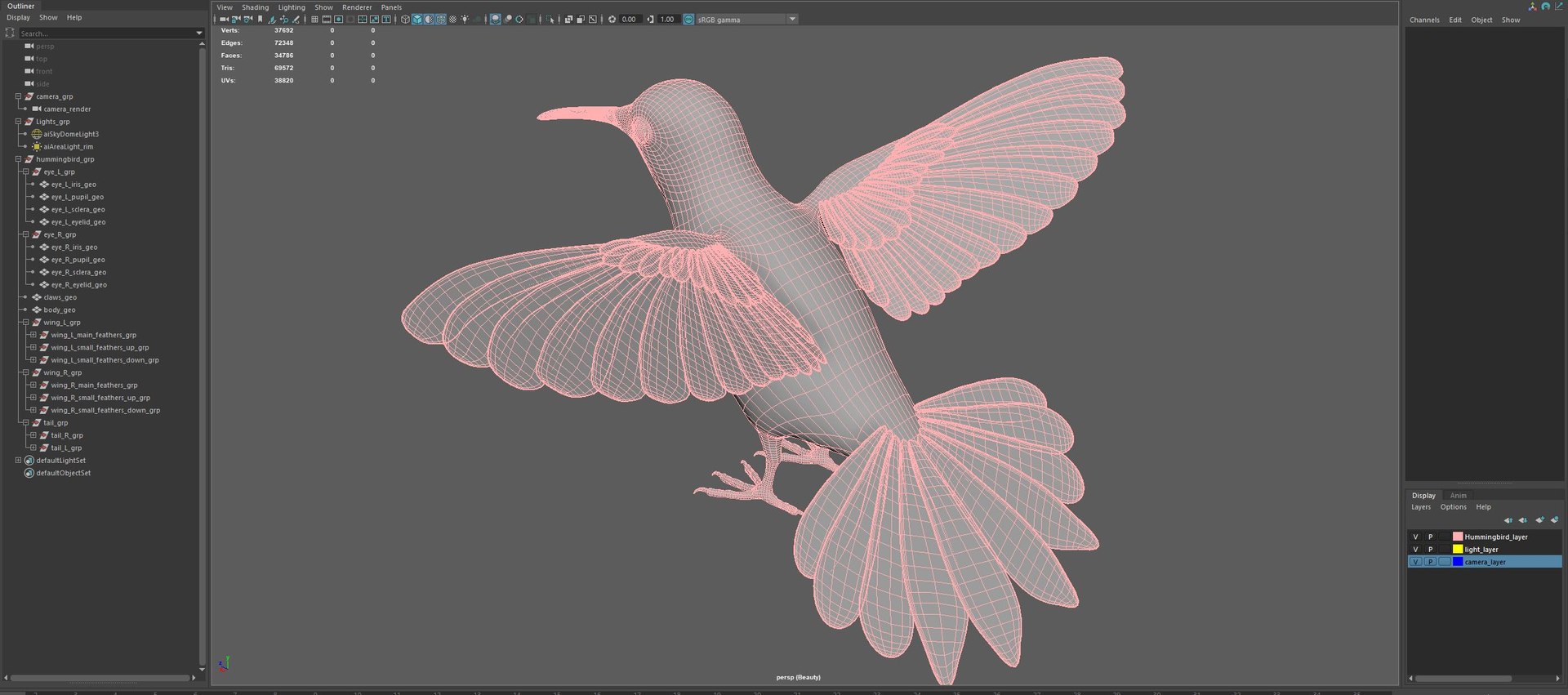 Hummingbird Bird Wing 3D Model - TurboSquid 1588207