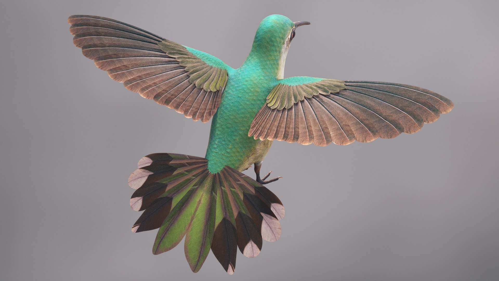 Hummingbird Bird Wing 3D Model - TurboSquid 1588207