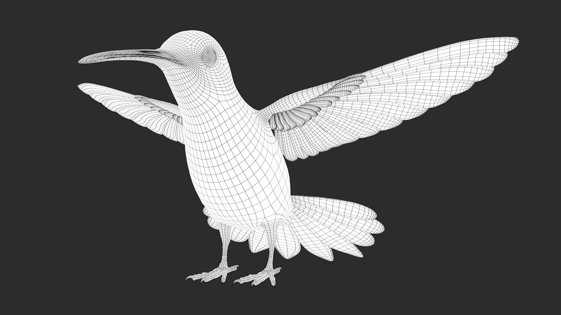 Hummingbird Bird Wing 3D Model - TurboSquid 1588207