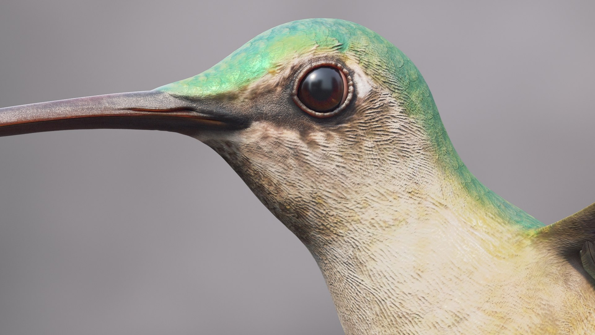 Hummingbird Bird Wing 3D Model - TurboSquid 1588207