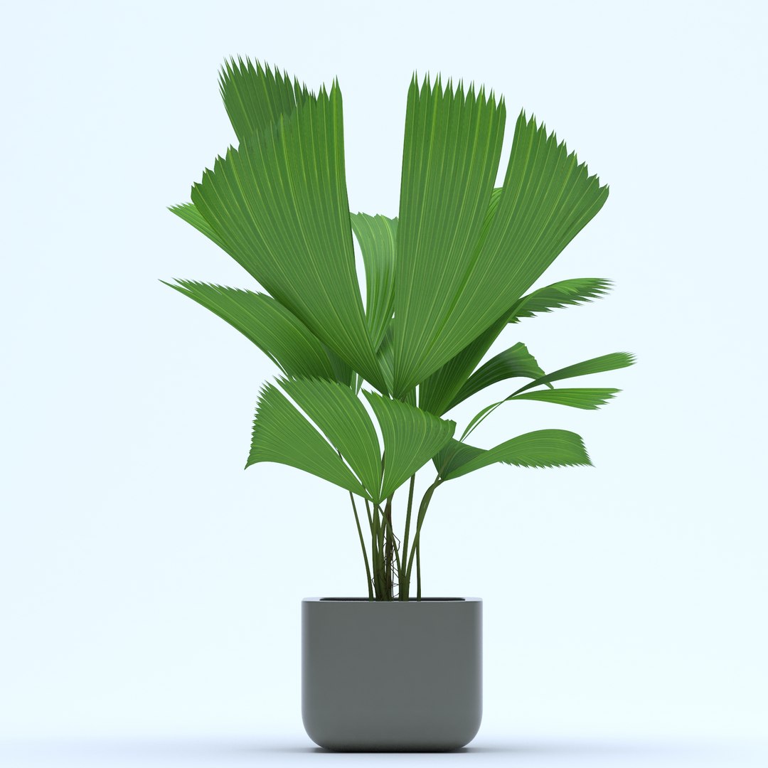 Lady palm 3D - TurboSquid 1182799