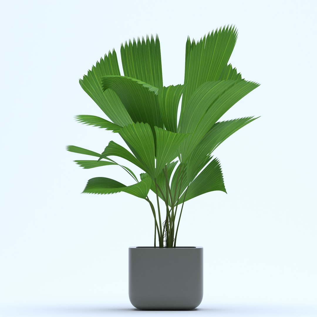 Lady palm 3D - TurboSquid 1182799