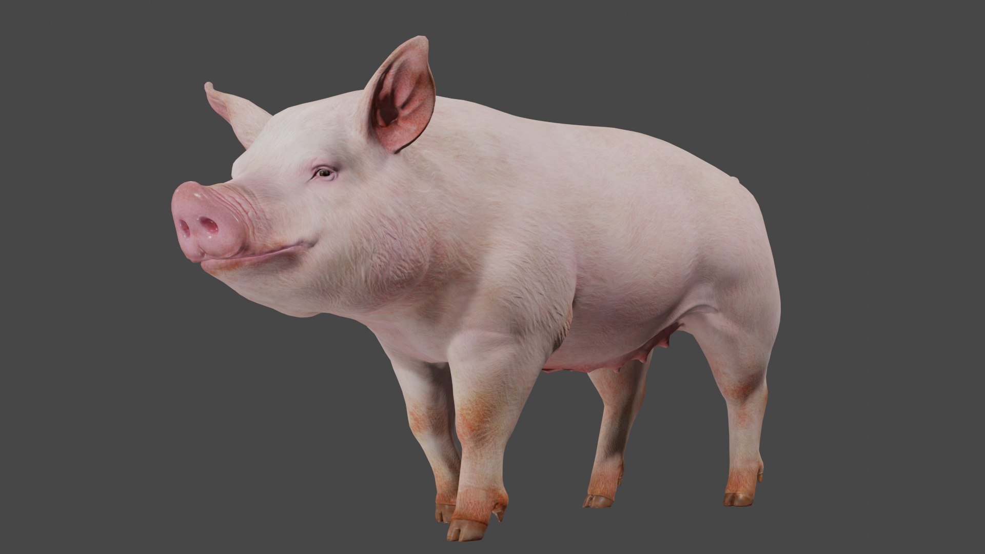 3D Model Pig - TurboSquid 2366839