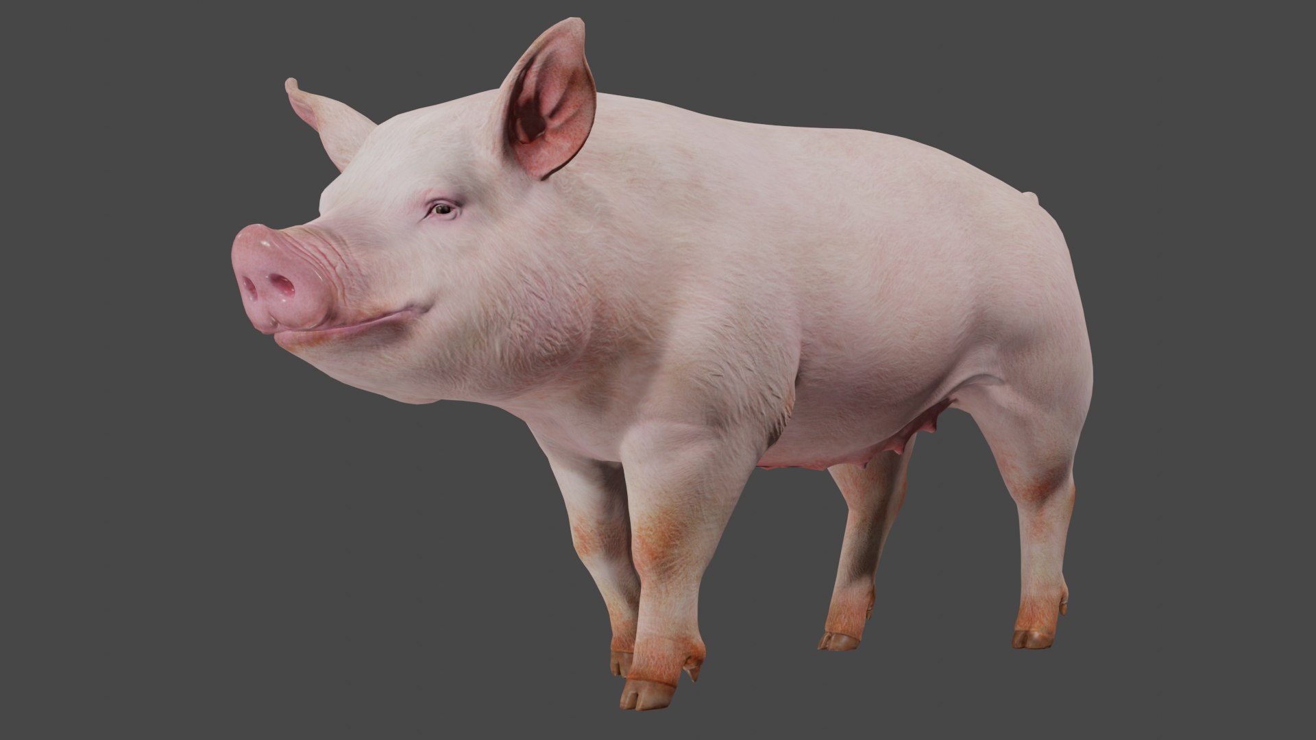 3D Model Pig - TurboSquid 2366839