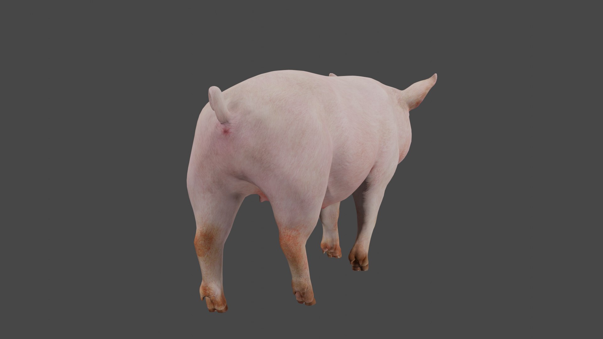 3D Model Pig - TurboSquid 2366839