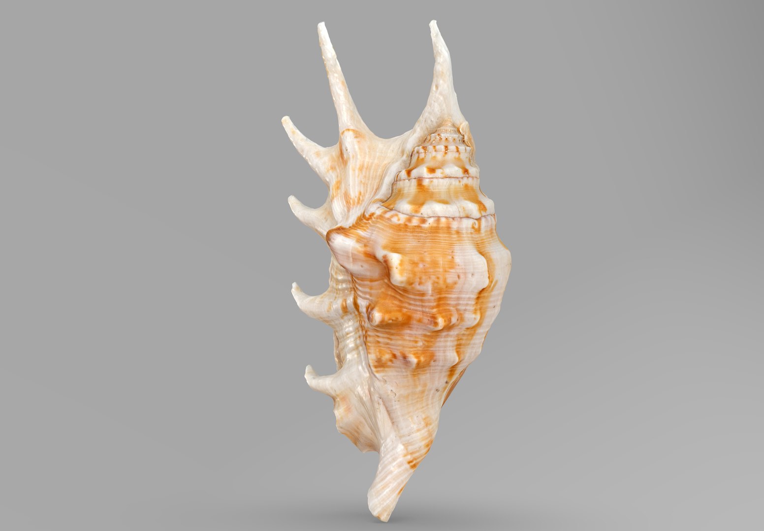 3D Model Lambis Truncata - TurboSquid 2036473