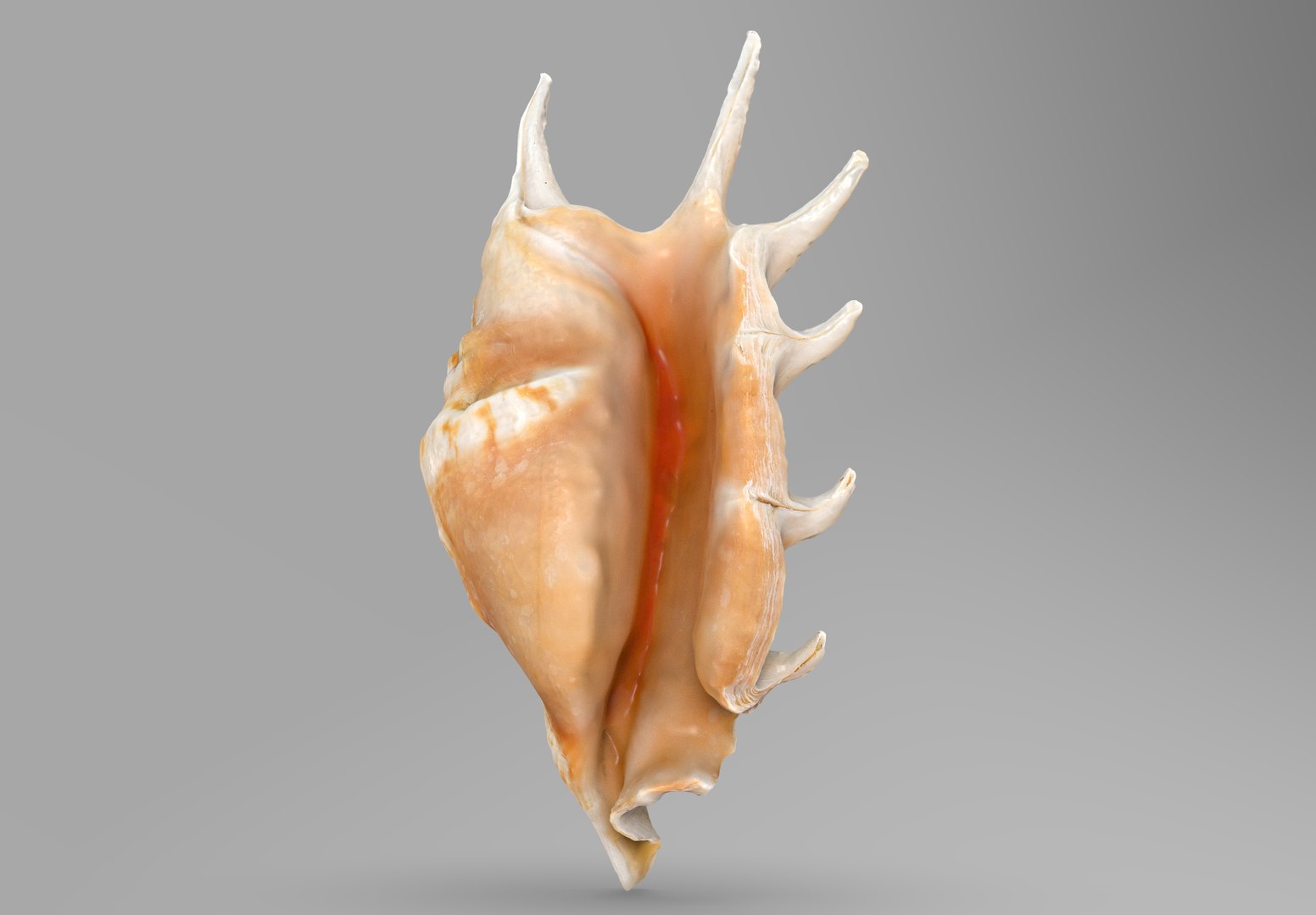 3D Model Lambis Truncata - TurboSquid 2036473