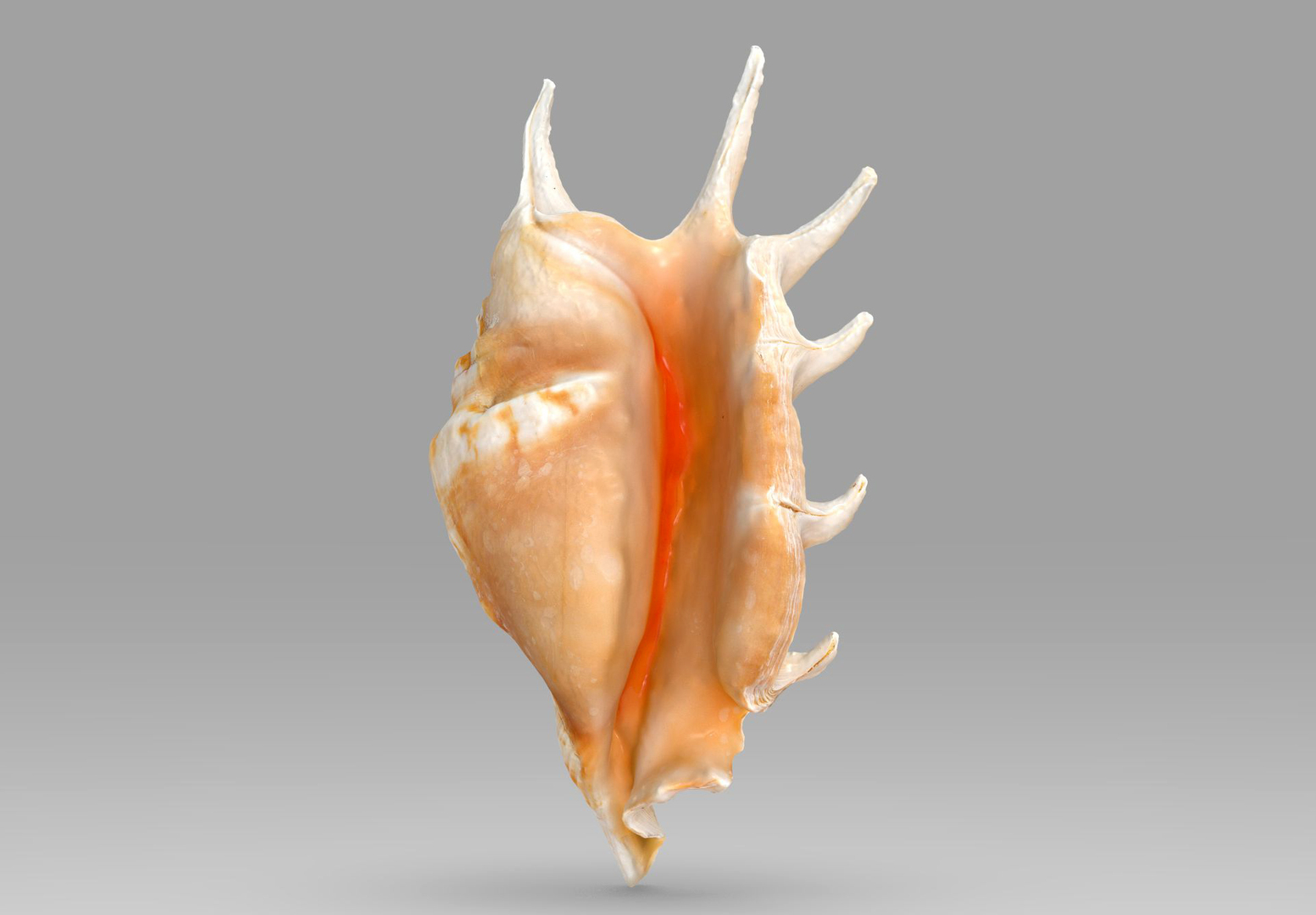 3D Model Lambis Truncata - TurboSquid 2036473