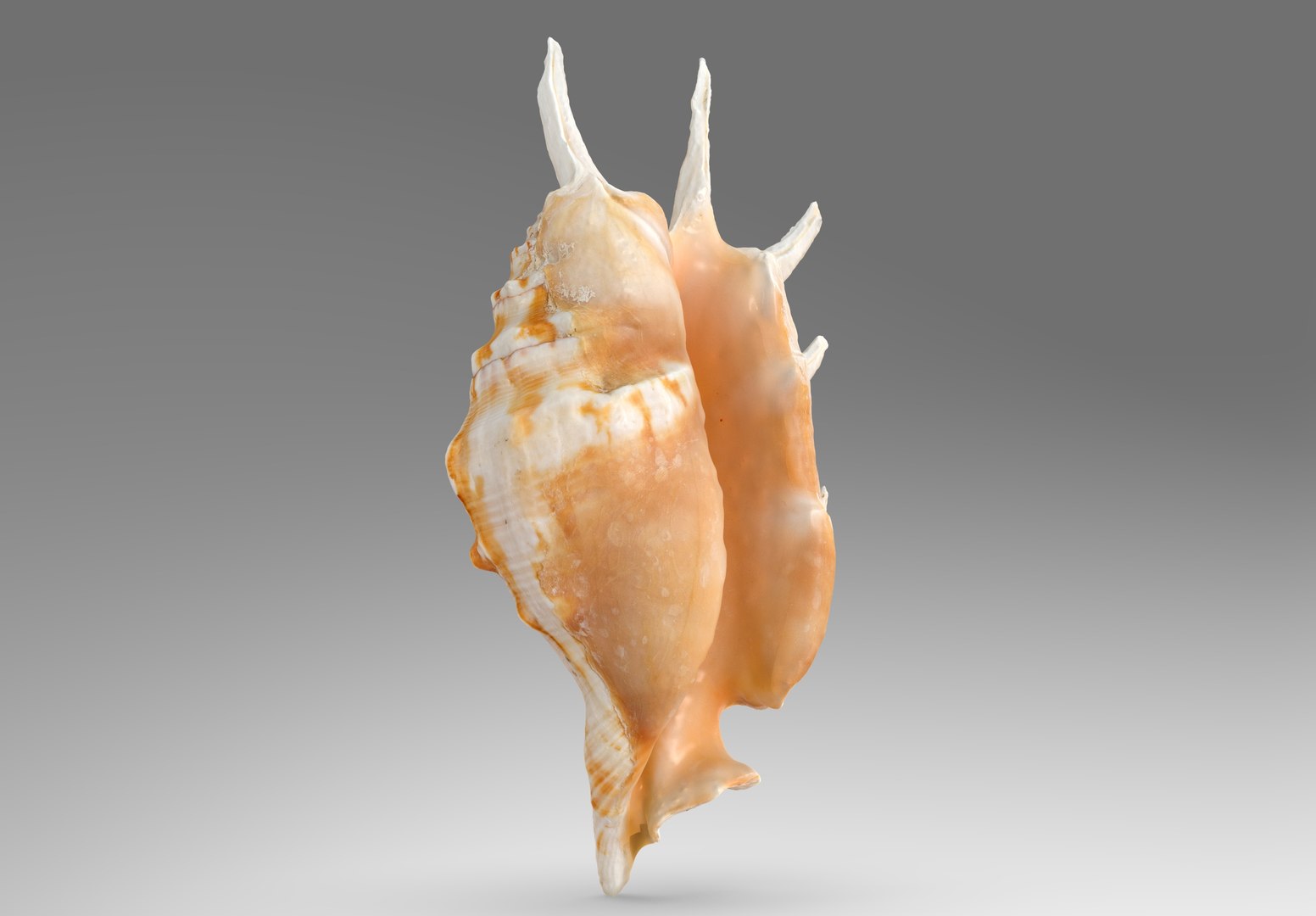 3D Model Lambis Truncata - TurboSquid 2036473