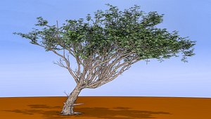3D model acacia tree - TurboSquid 1352087