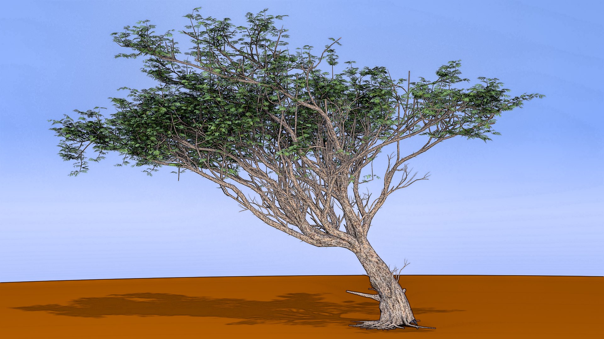 Acacia Tree Model - TurboSquid 1352089