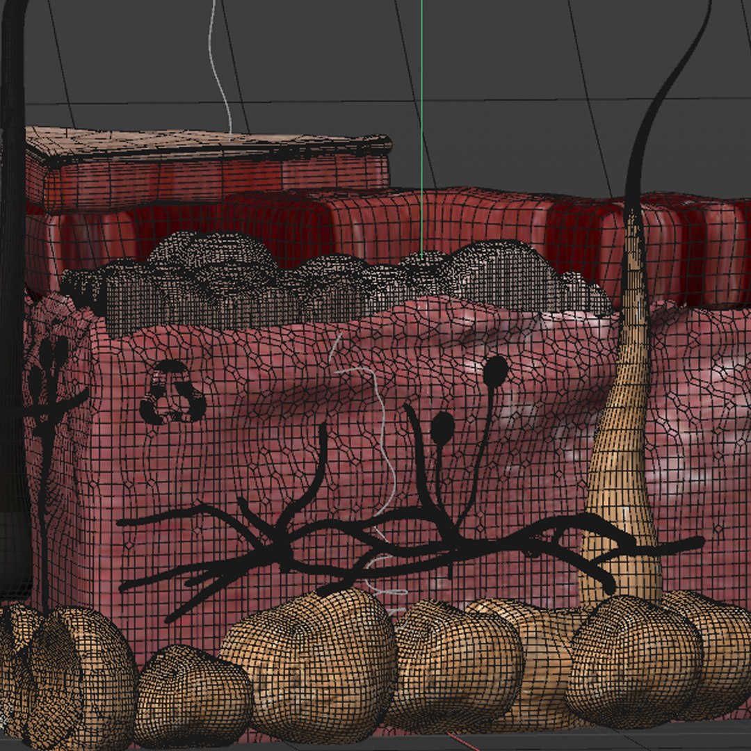 3D Skin Cell Model Model - TurboSquid 2158082