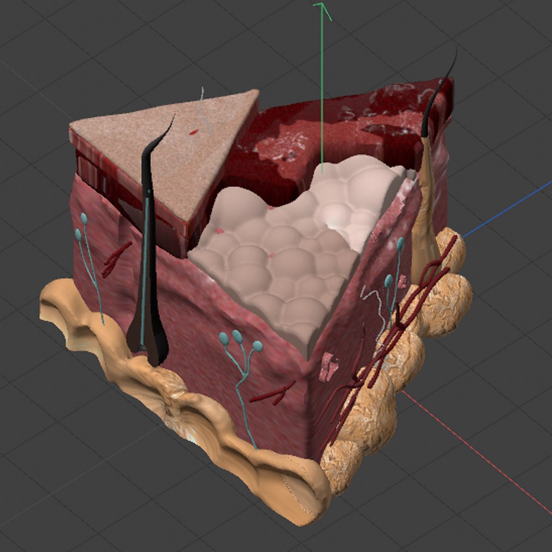 3D Skin Cell Model Model - TurboSquid 2158082