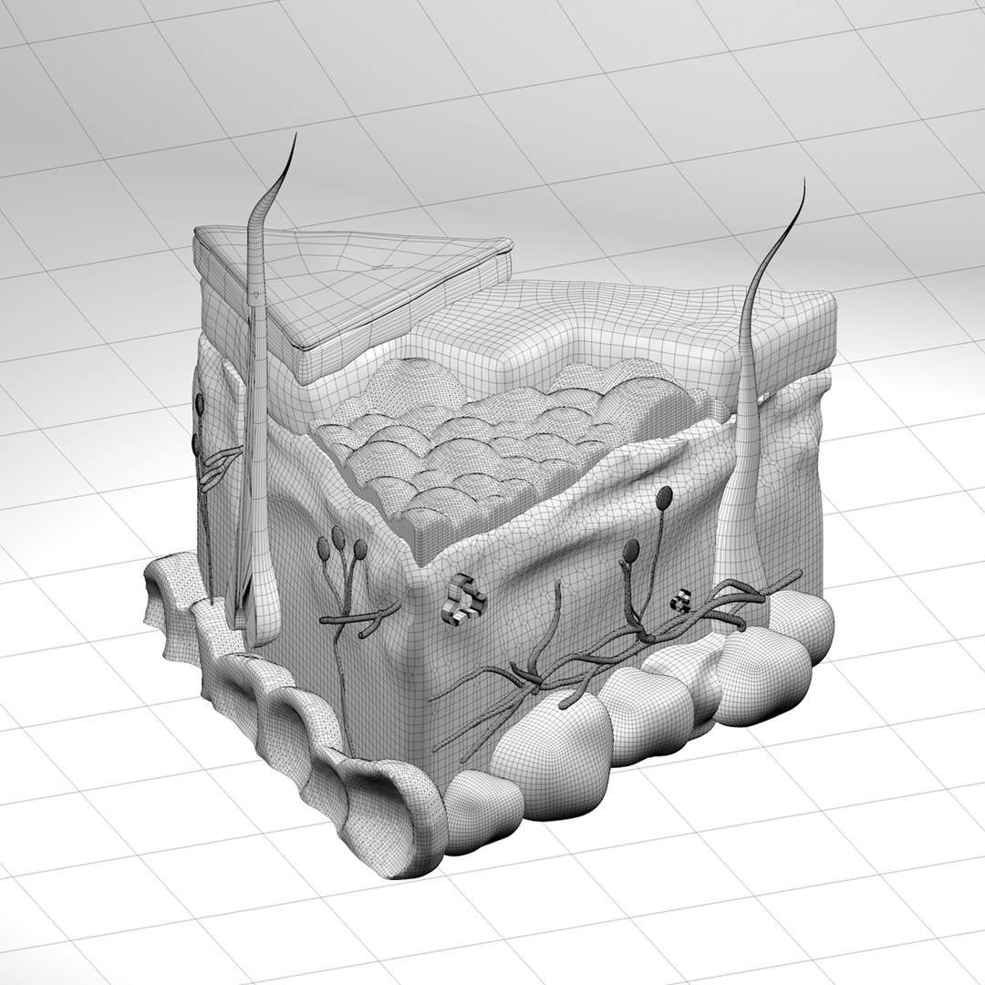 3D Skin Cell Model Model - TurboSquid 2158082