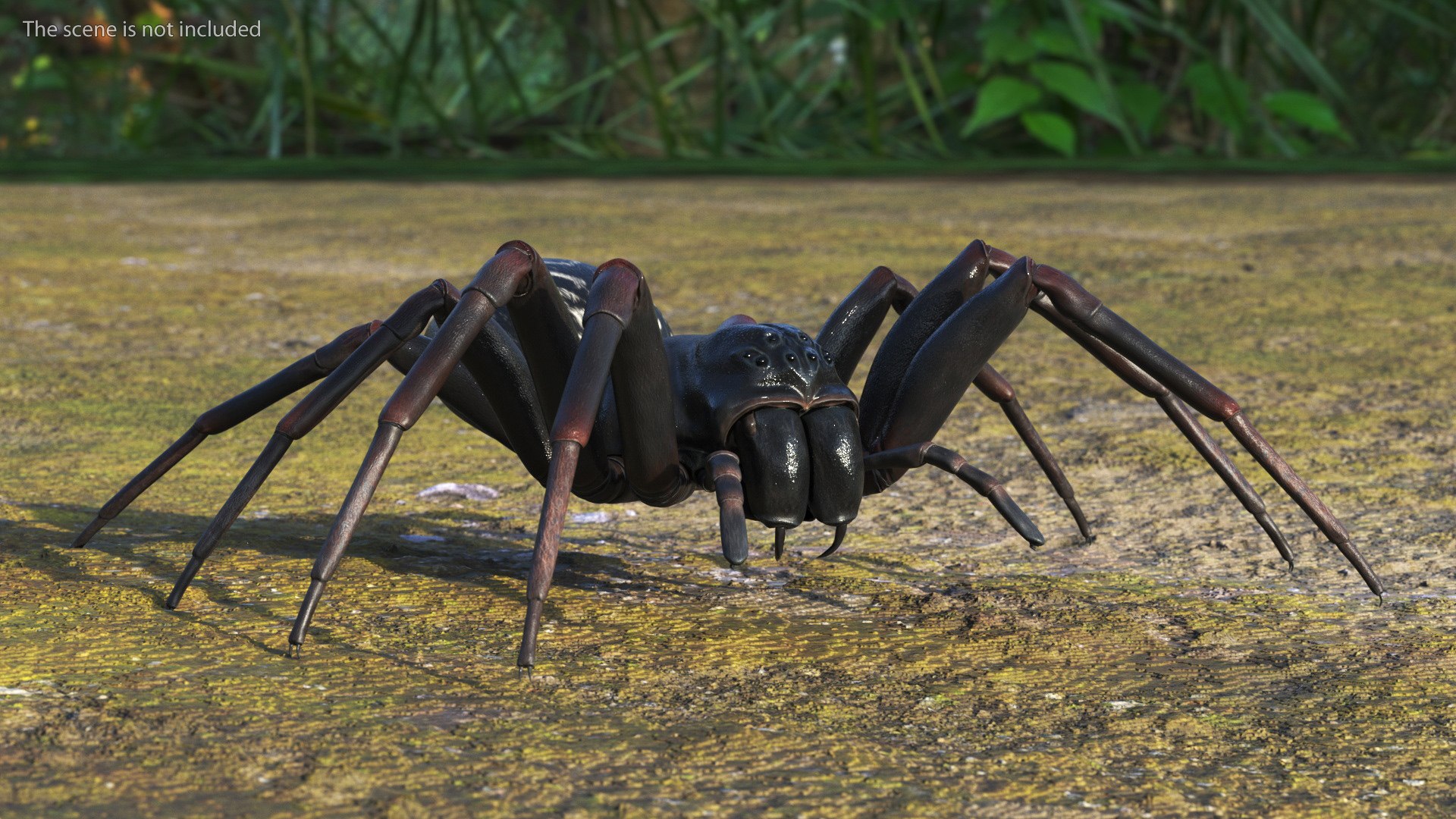 Australian Black House Spider 3D - TurboSquid 2158705