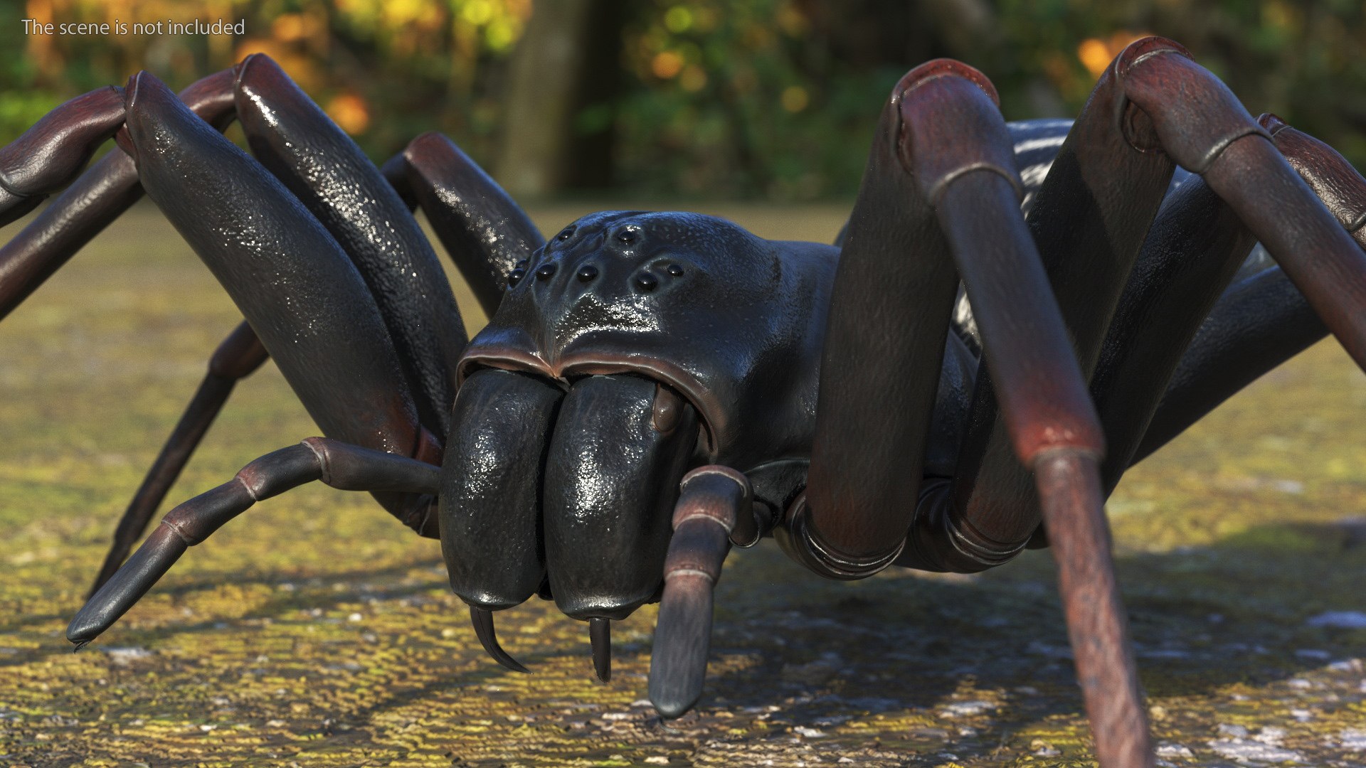 Australian Black House Spider 3D - TurboSquid 2158705