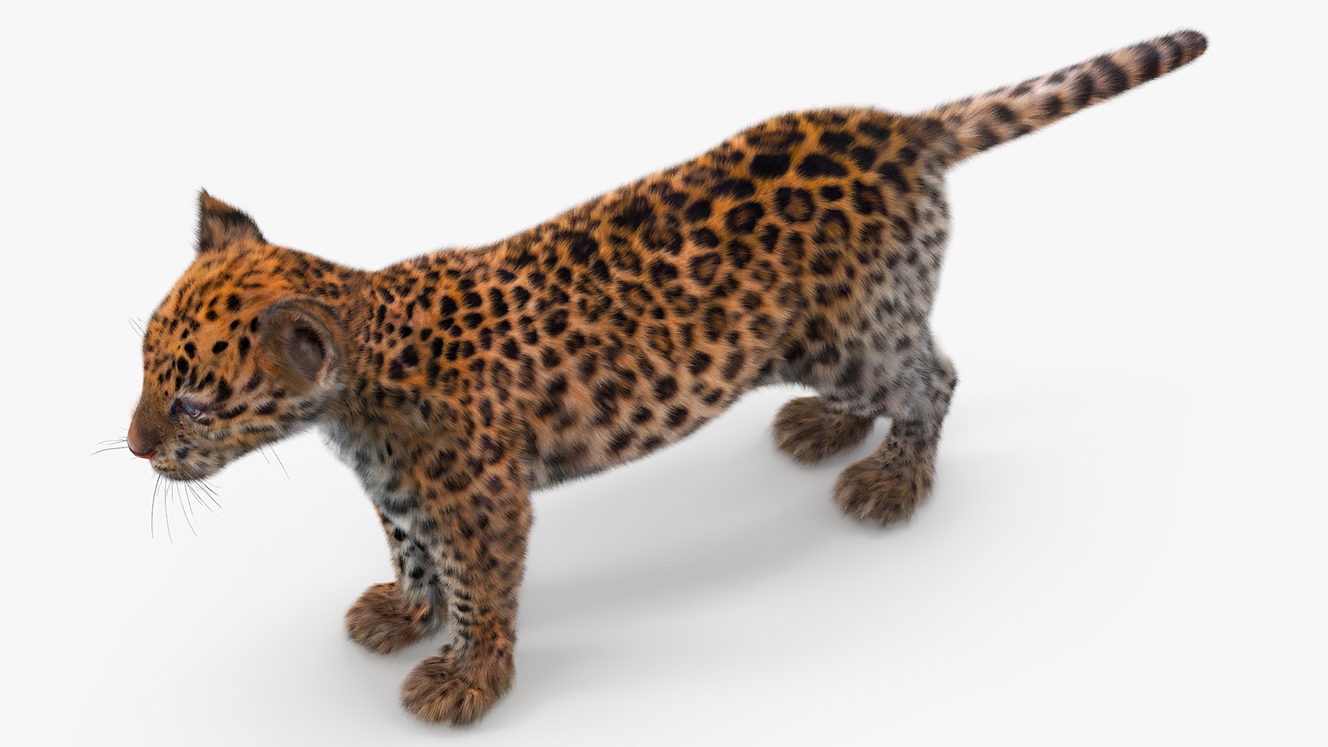 3D Leopard Cub Standing Pose With Fur Model - TurboSquid 2320356