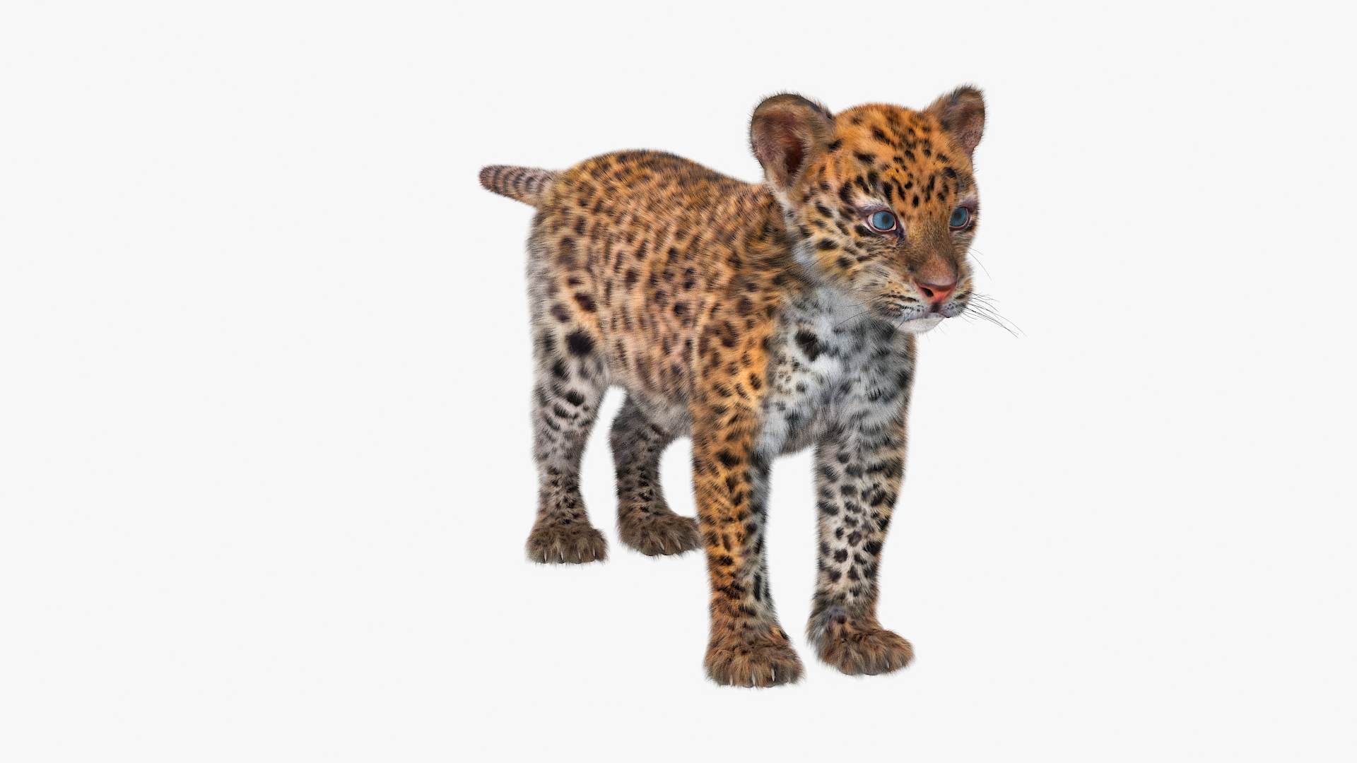 3D Leopard Cub Standing Pose With Fur Model - TurboSquid 2320356