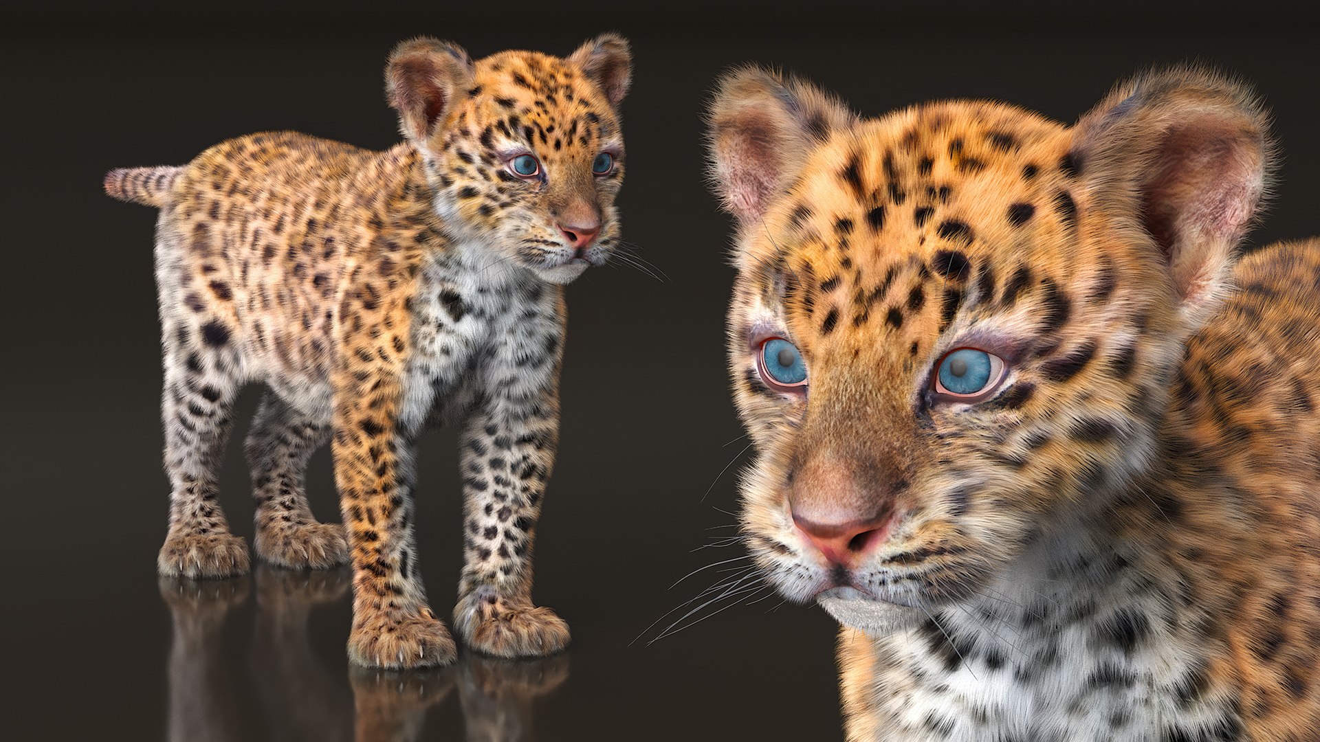 3D Leopard Cub Standing Pose With Fur Model - TurboSquid 2320356