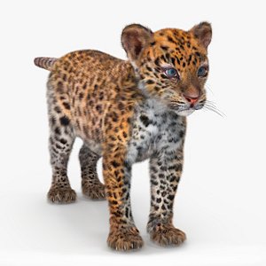 3D Leopard Models - Browse & Download Formats - TurboSquid