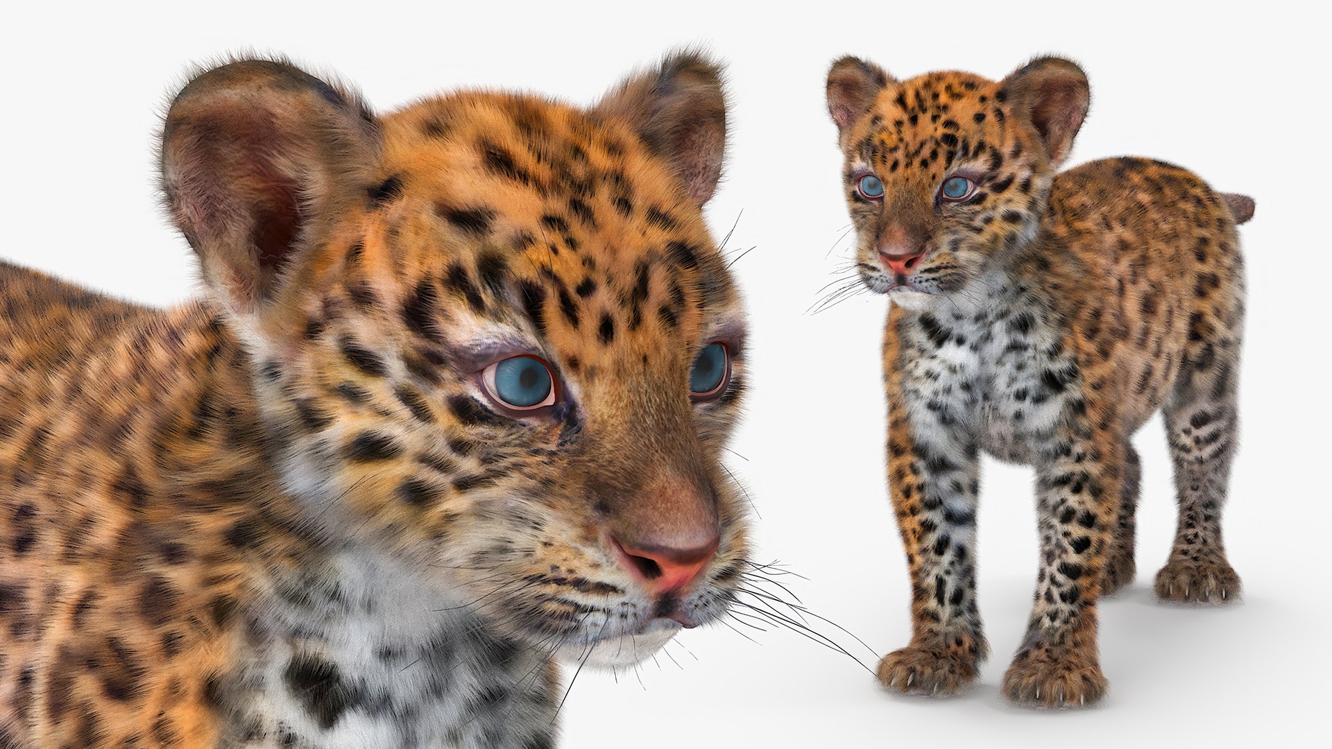3D Leopard Cub Standing Pose With Fur Model - TurboSquid 2320356