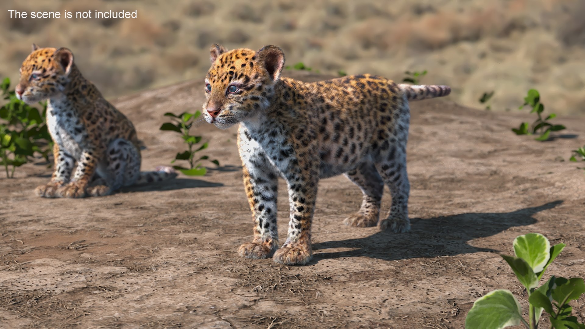 3D Leopard Cub Standing Pose With Fur Model - TurboSquid 2320356