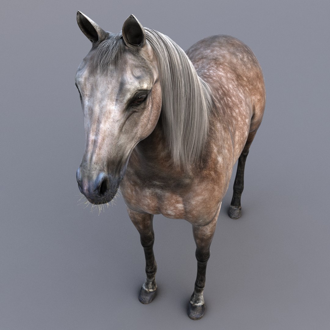 Horse Rig Max