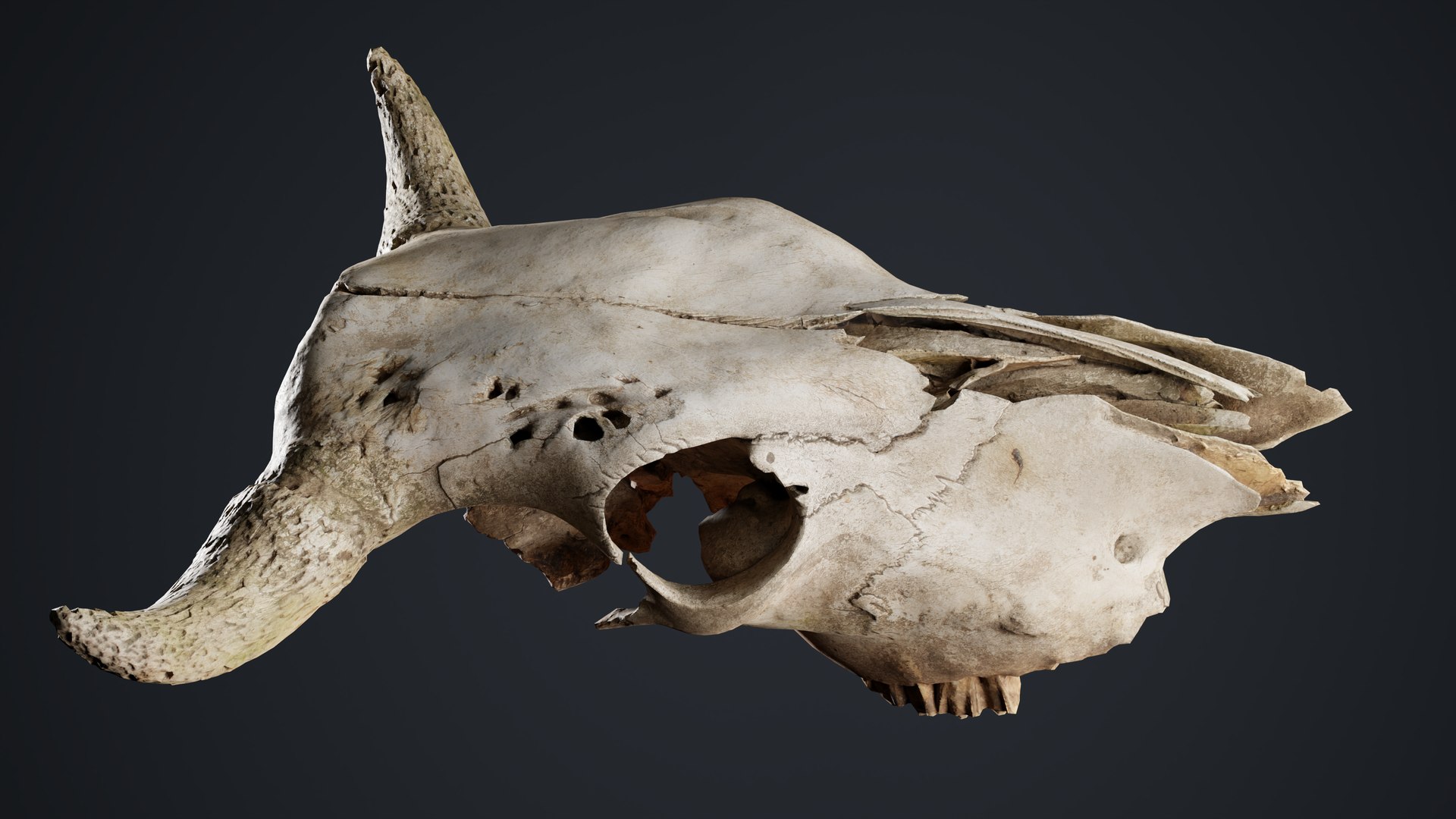 Cow Skull 3D Model - TurboSquid 1908024