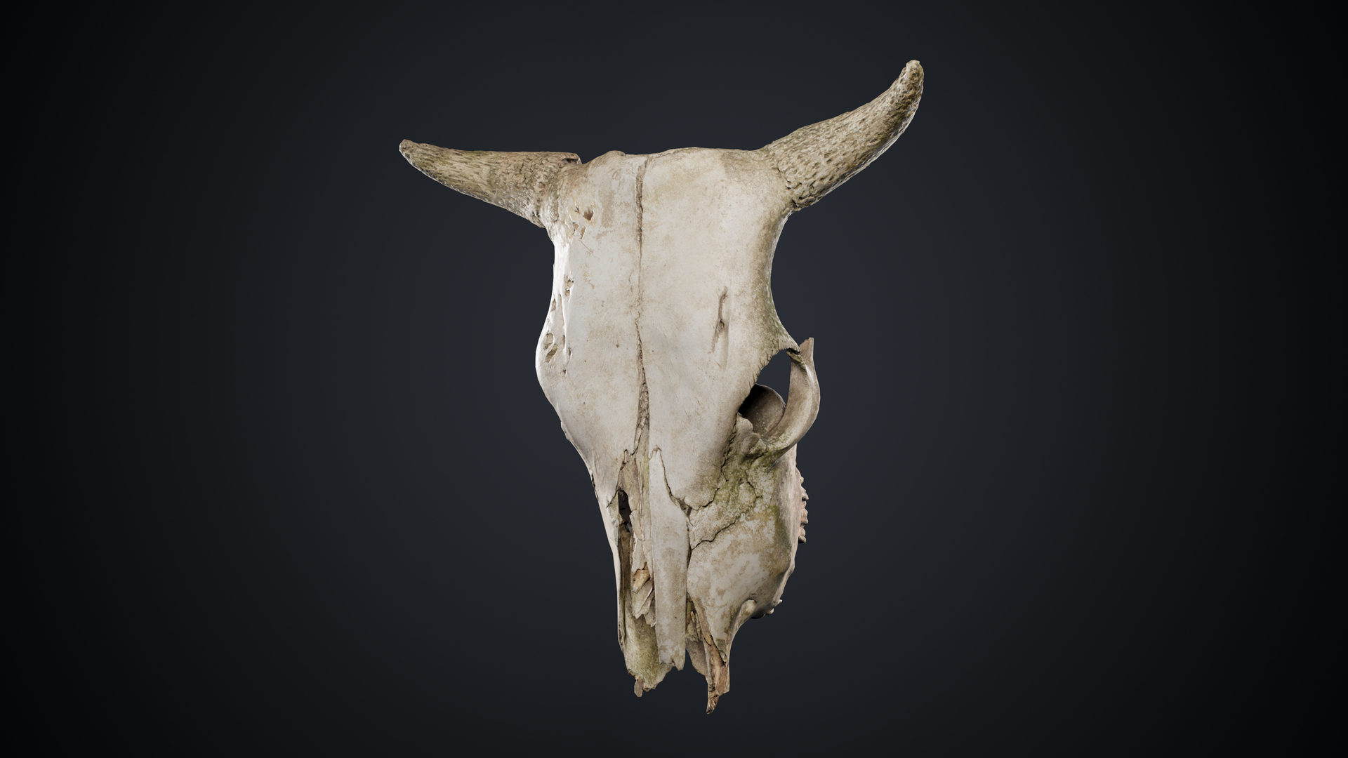 Cow Skull 3D Model - TurboSquid 1908024
