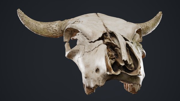 Cow Skull 3D model - TurboSquid 1908024